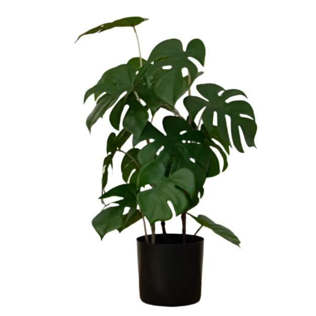 Potted Monstera Plant, Large – The Summer Kitchen